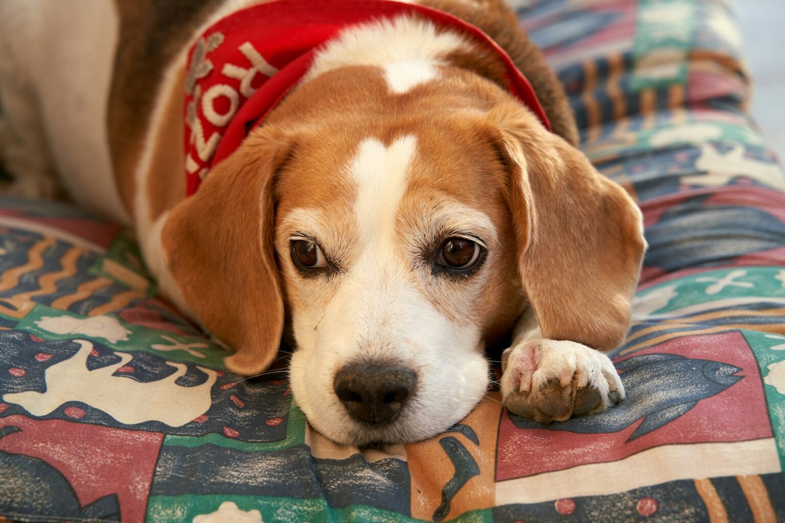 15 Best Dogs for Hot Weather - Dog Breed Pro