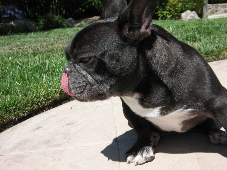 20 Best Dog Breeds for a Person in Their 60s - Dog Breed Pro