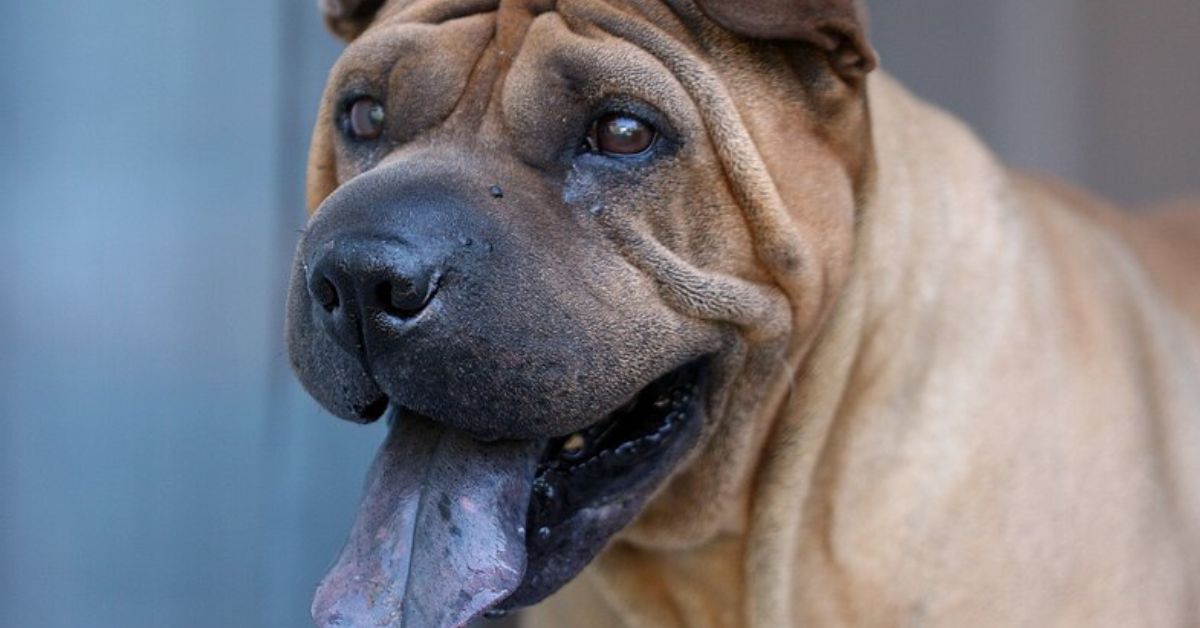 20 Dog Breeds Known for Their Black Mouths - Dog Breed Pro