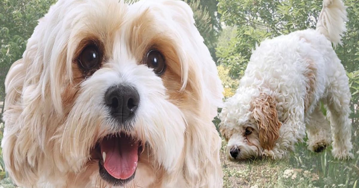 20 Insights Into A Cavachon’s Personality And Needs - Dog Breed Pro