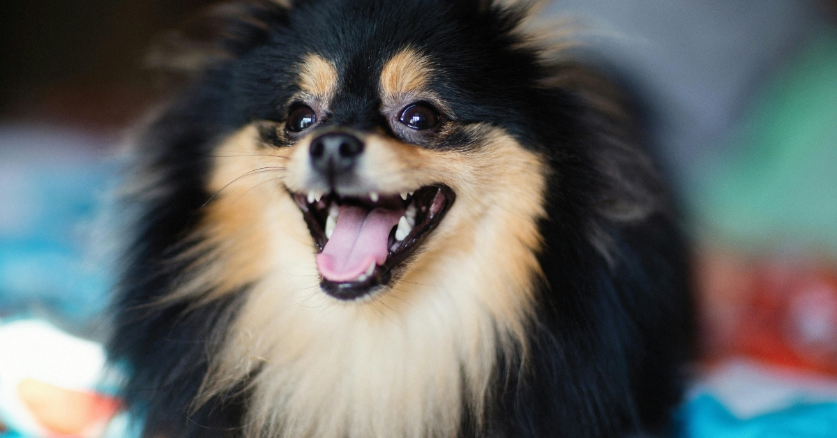 How Dog Coat Patterns And Barking Behaviors Vary - Dog Breed Pro