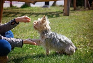 10 Steps That Help Your Old Dog Accept A New Puppy - Dog Breed Pro