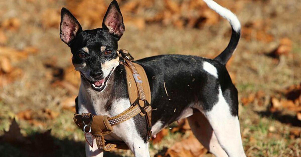 20 Dog Breeds That Deserve More Love and Recognition - Dog Breed Pro