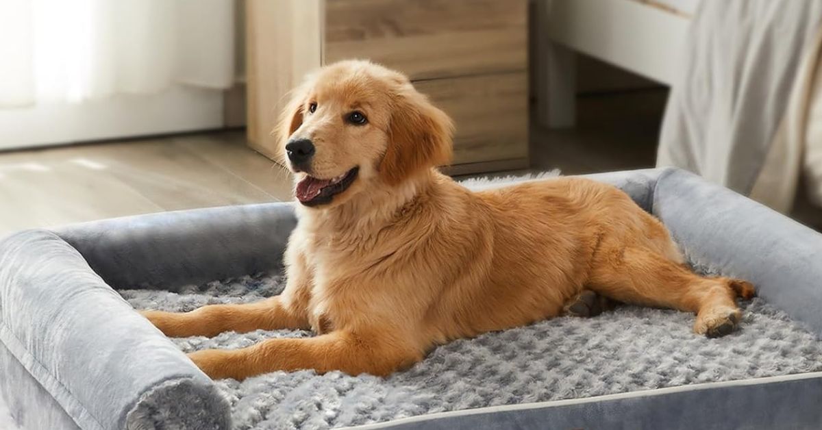 10 Ways To Help Ease Your Dog’s Arthritis Pain - Dog Breed Pro