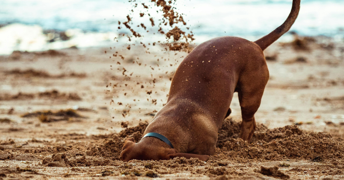 10 Ways To Curb Your Dachshund’s Obsession With Digging - Dog Breed Pro