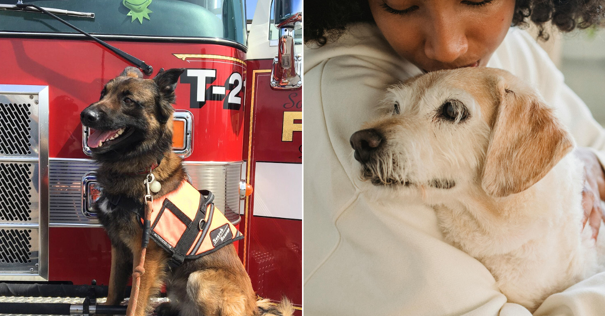 20 Things You Need To Know About Working And Family Dog Roles - Dog ...