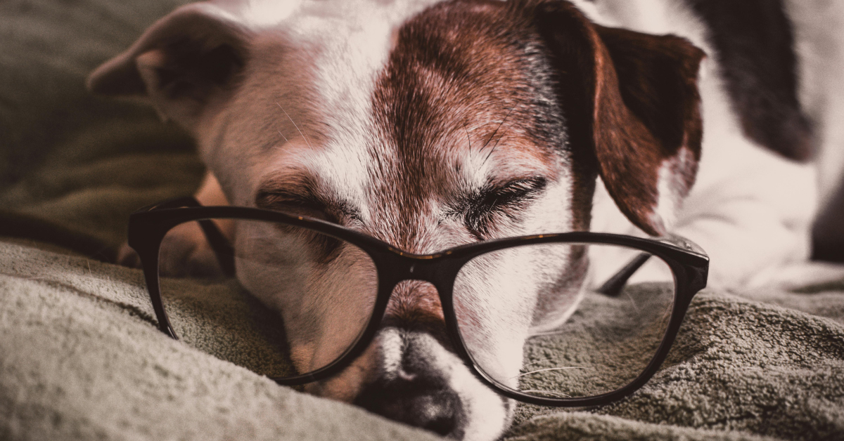 10 Ways To Help Your Aging Dog Adjust To Vision Loss - Dog Breed Pro