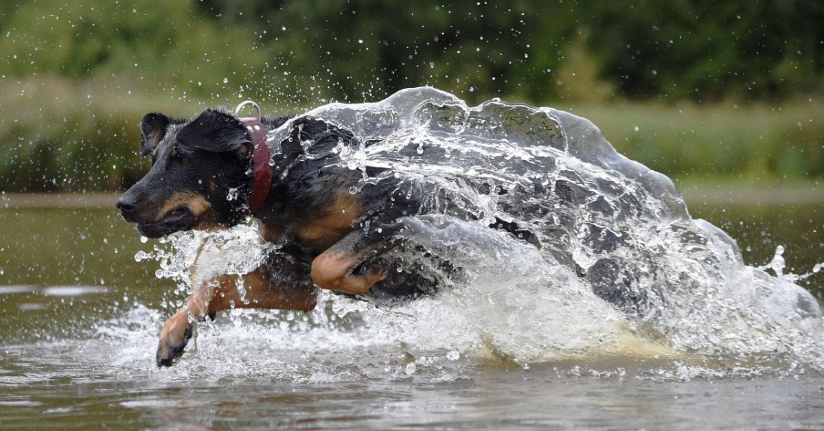 20 Dog Breeds With Surprising Levels Of Intensity - Dog Breed Pro