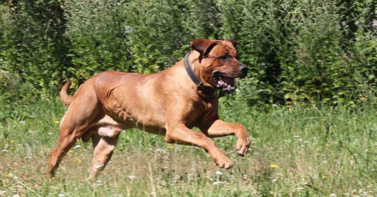 20 Things You Should Know About The Tosa Inu Breed - Dog Breed Pro