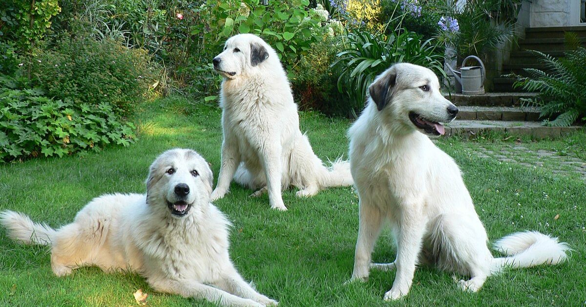 10 Things People Love About The Great Pyrenees - Dog Breed Pro