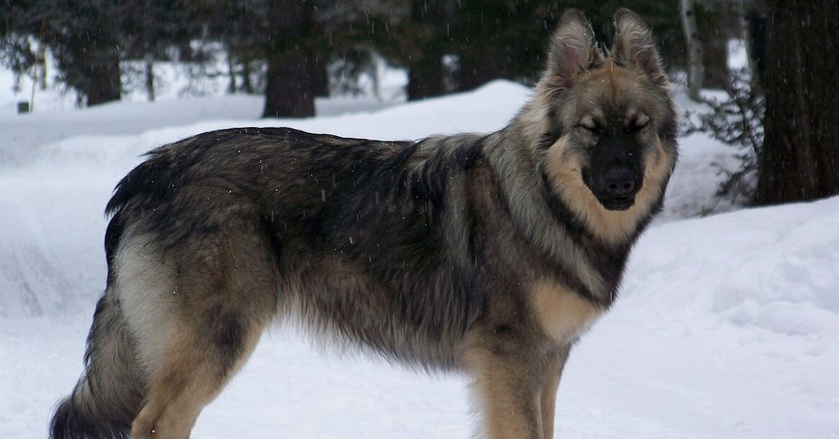 20 Things You Probably Didn't Know About The American Alsatian - Dog ...