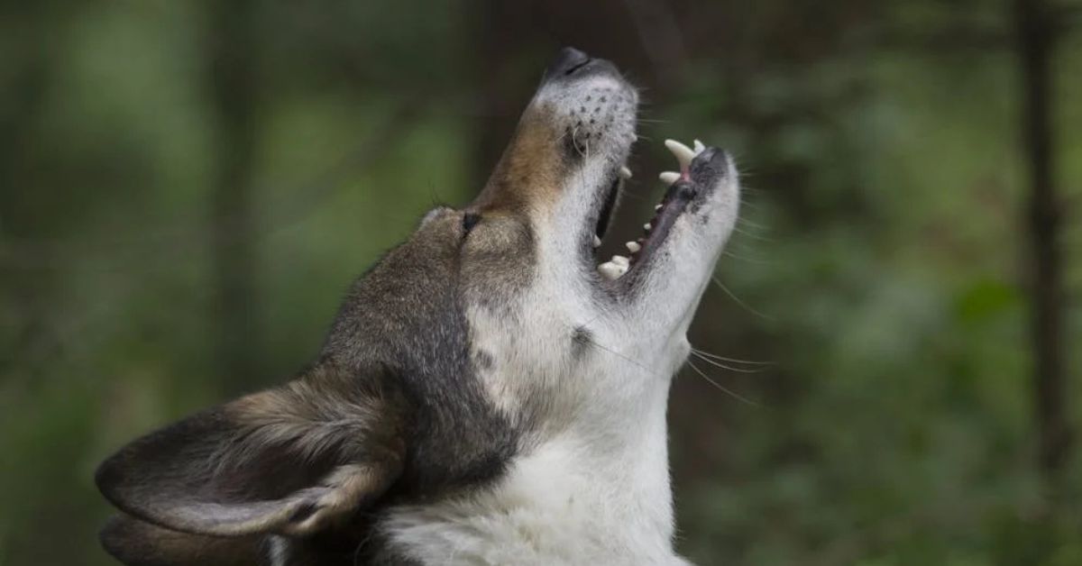 The Wolf Instincts Behind Your Dog's Habits - Dog Breed Pro