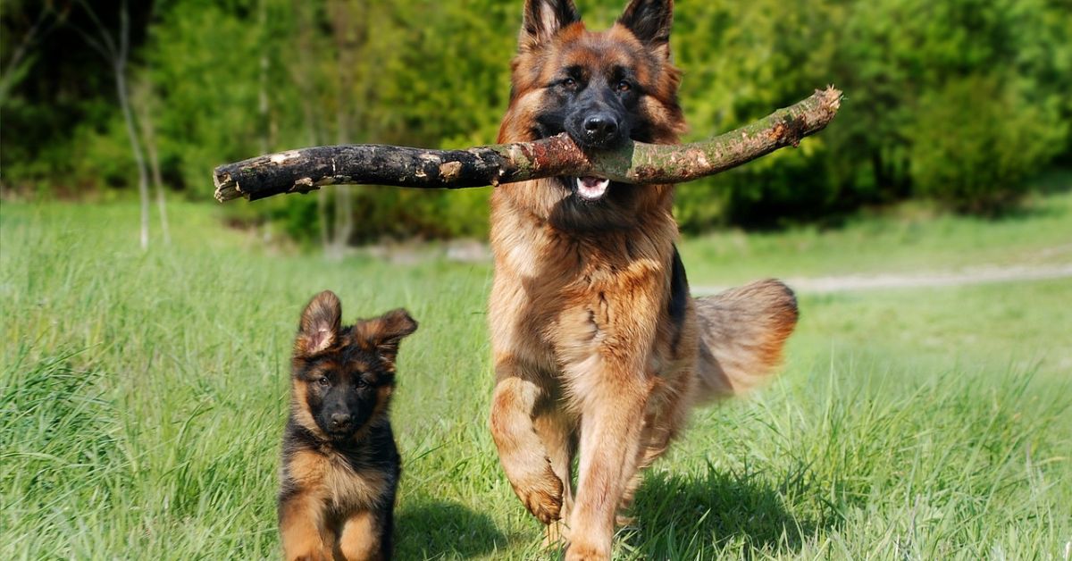 10 Steps That Help Your Old Dog Accept A New Puppy - Dog Breed Pro