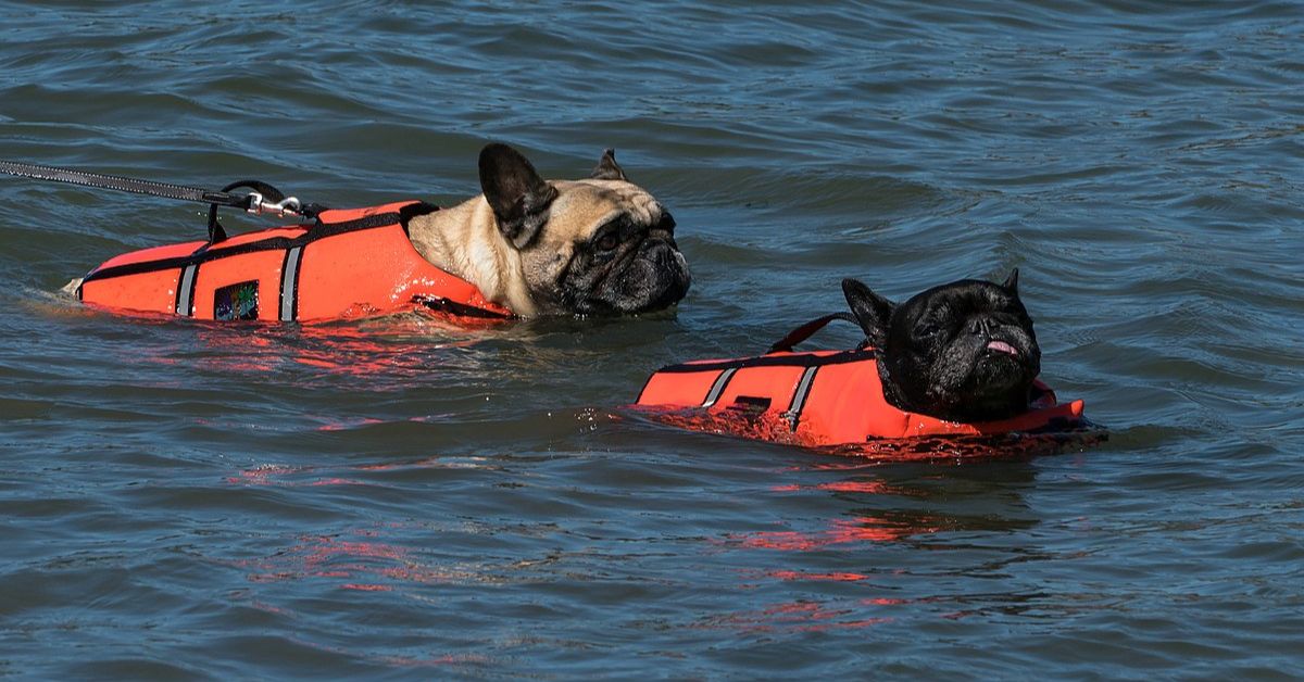 20 Dogs That Aren't Exactly Swimmers - Dog Breed Pro