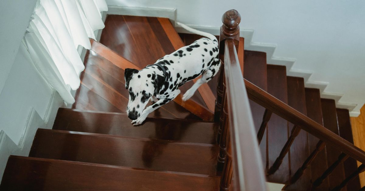 10 Pros And Cons Of Letting Your Dog Chase Rodents Indoors - Dog Breed Pro