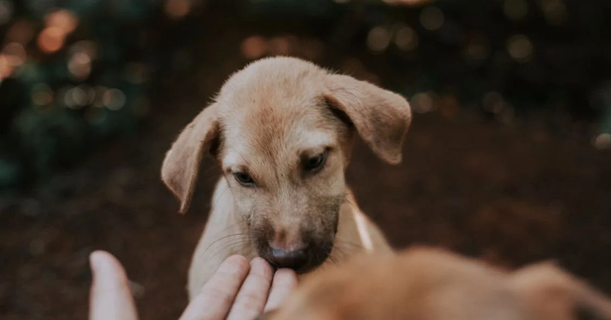 How Dogs Tell You They’re Uncomfortable Being Held - Dog Breed Pro