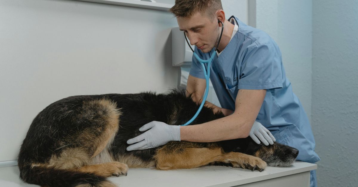 10 Dog Emergencies Every Owner Should Be Prepared For - Dog Breed Pro