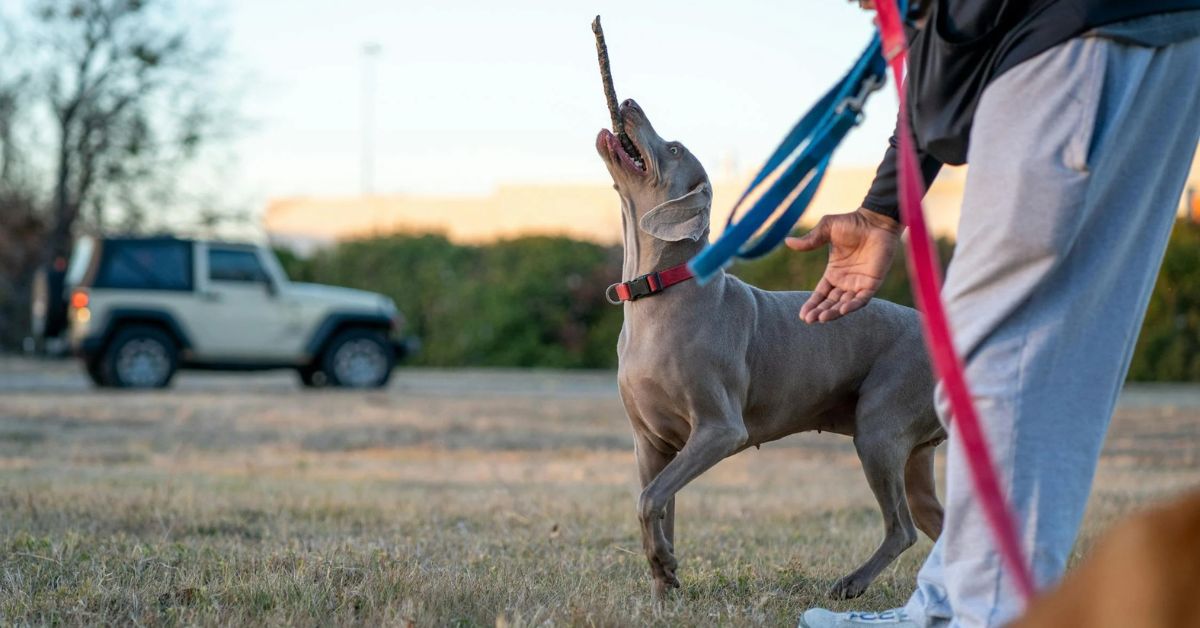 10 Ways To Curb Prey Drive In Dogs - Dog Breed Pro