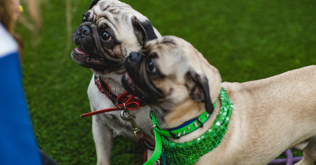 10 Meanings Behind The Colors Of Dog Collars - Dog Breed Pro