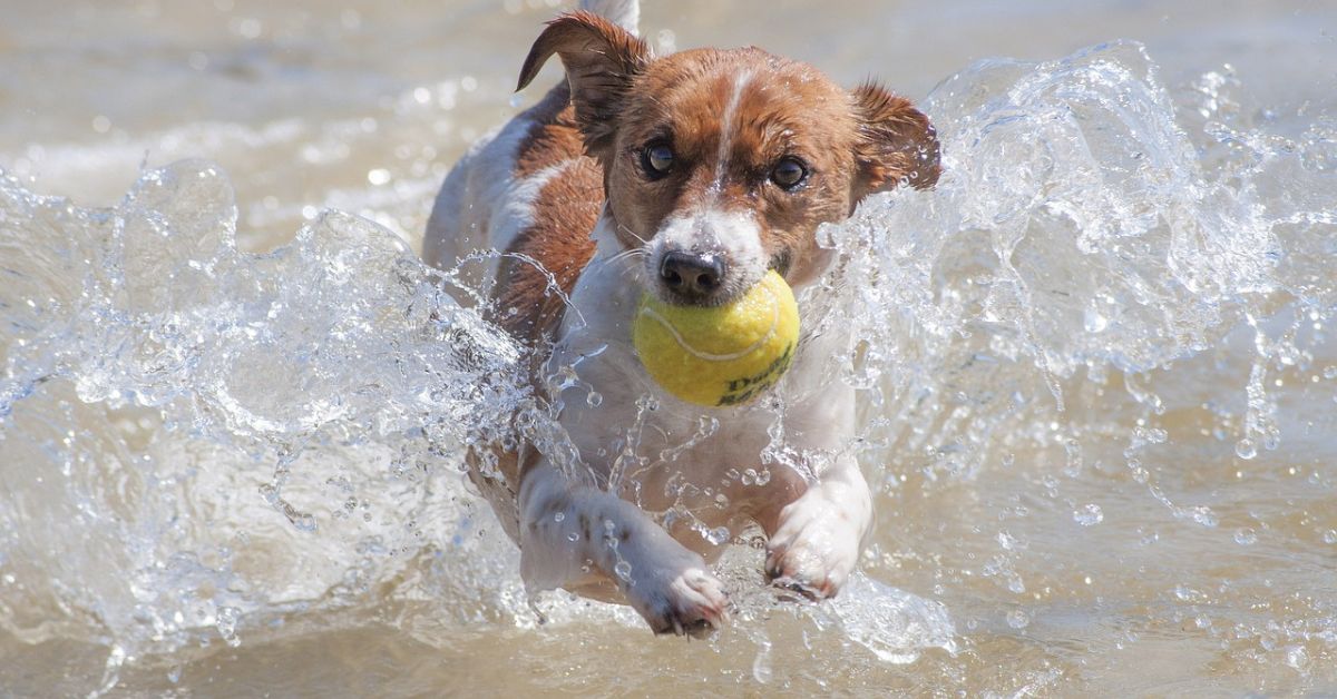 20 Hidden Skills That Define Jack Russells - Dog Breed Pro