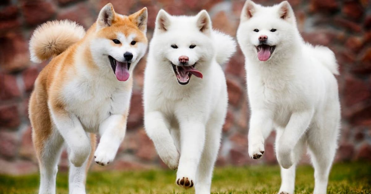 20 Dogs With Friendly Looks And Fierce Instincts - Dog Breed Pro