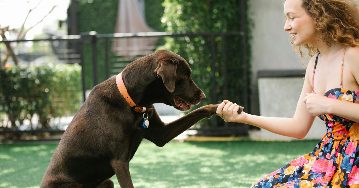 10 Training Tips Every Dog Owner Should Master - Dog Breed Pro