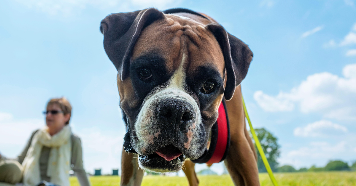 10 Things Every Dog Owner Should Know About Hyperkeratosis - Dog Breed Pro