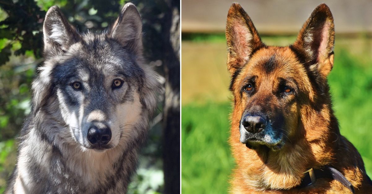 10 Differences Between Untamed Canines And Household Dogs - Dog Breed Pro