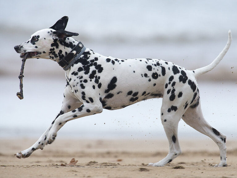 15 Best Dogs for Hot Weather - Dog Breed Pro