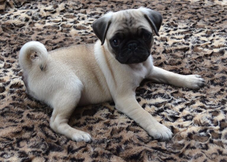 20 Best Dog Breeds for a Person in Their 60s - Dog Breed Pro