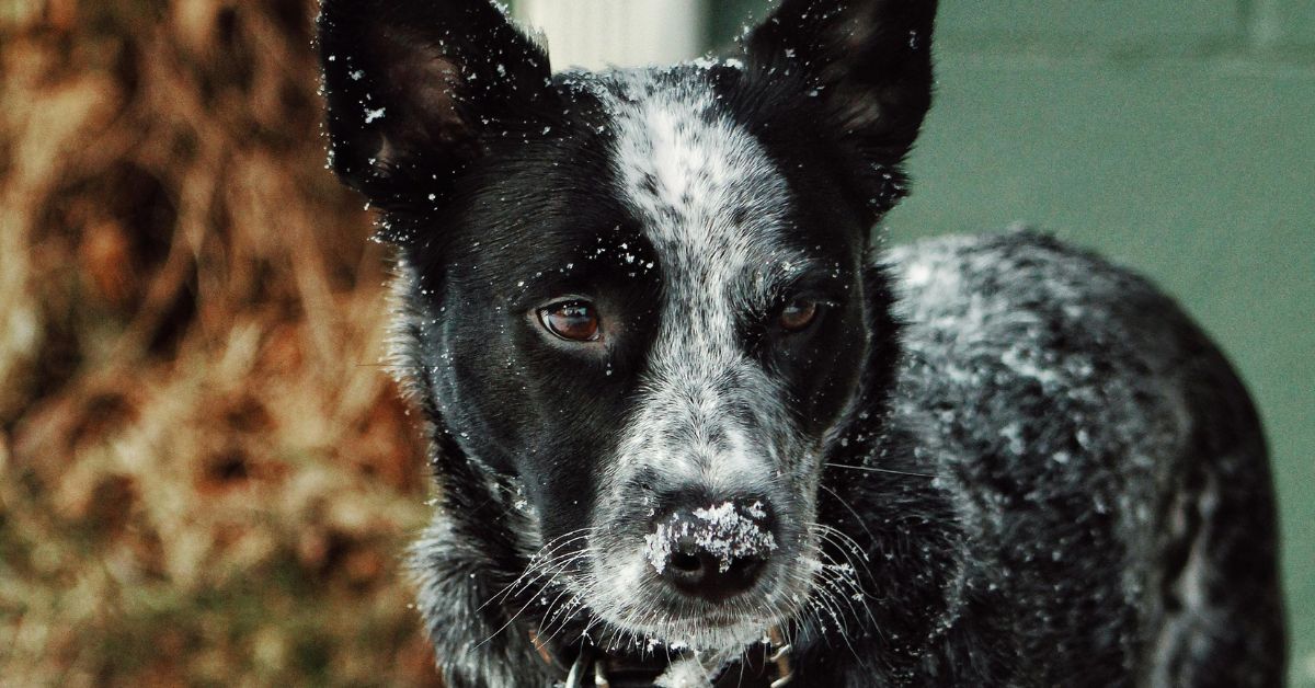 20 Things You Need To Know Before Adopting A Red Heeler - Dog Breed Pro