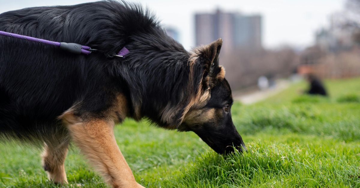 Why Conservation Teams Are Turning to Dogs - Dog Breed Pro