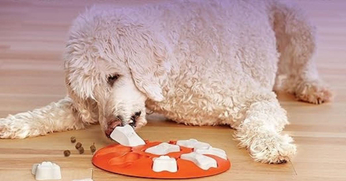 10 Subscription Boxes for Dogs Who Love Mental Challenges - Dog Breed Pro