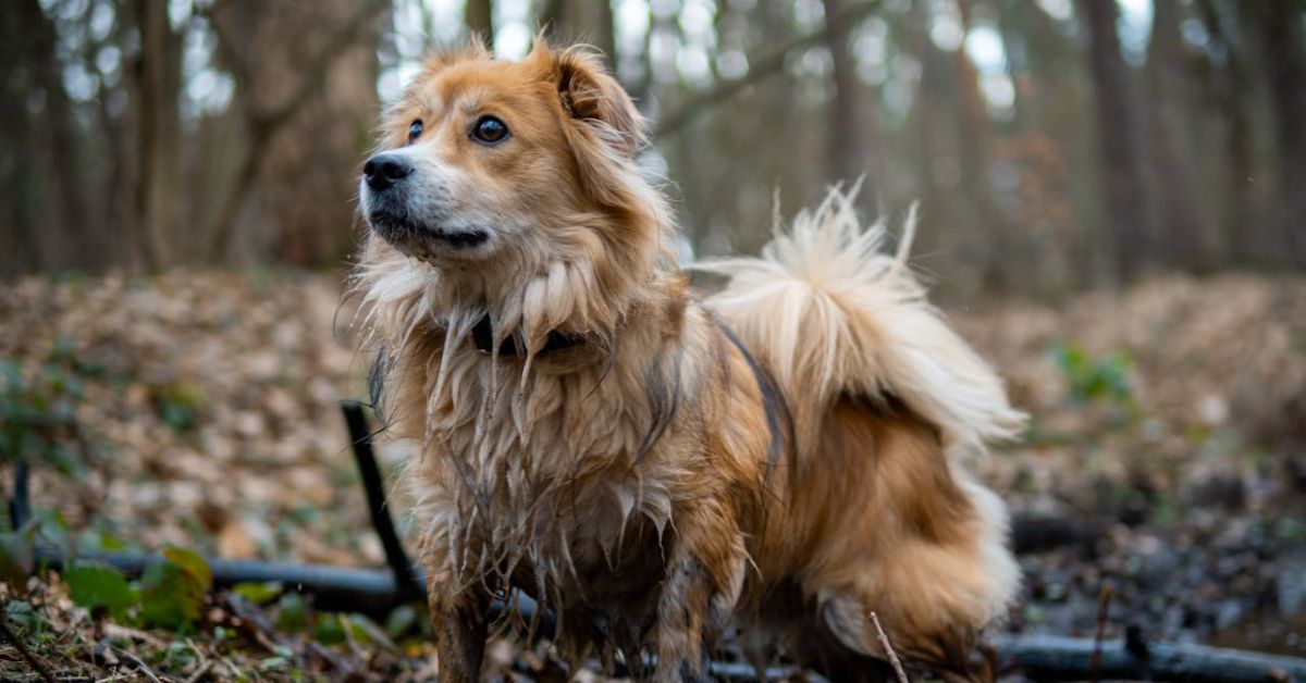 The Science Behind Dogs and Stinky Spins - Dog Breed Pro