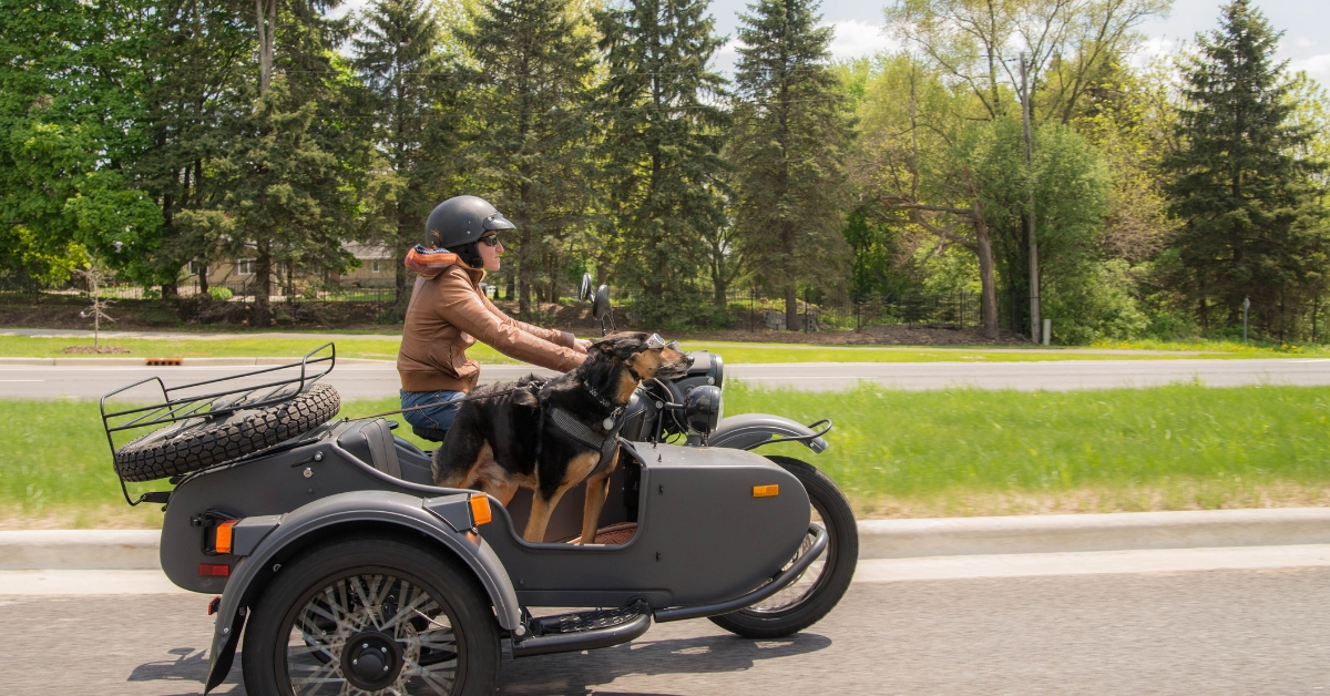 20 Ways To Make Your Doggo's Sidecar Ride Safe And Fun - Dog Breed Pro