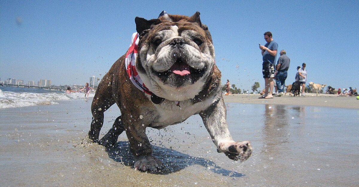 10 Bulldog Breeds That Prove Strength Runs In The Family - Dog Breed Pro