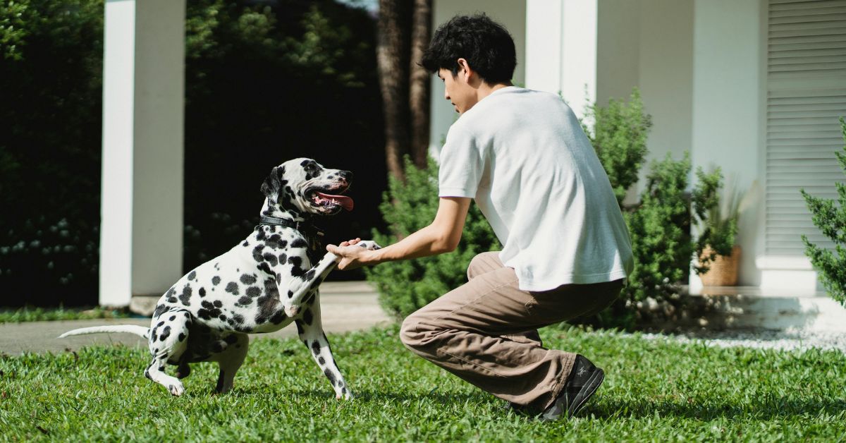 Why Dogs Are Perfect Companions For Introverts - Dog Breed Pro