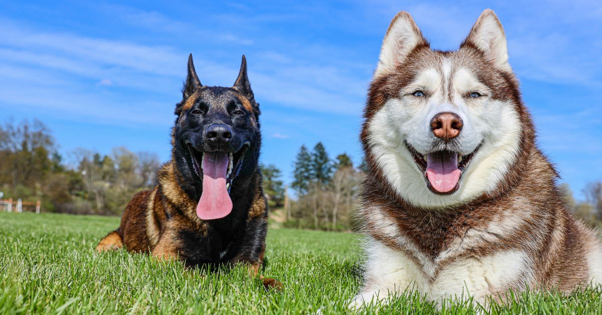 Tips to Help Your Dog Make New Friends - Dog Breed Pro