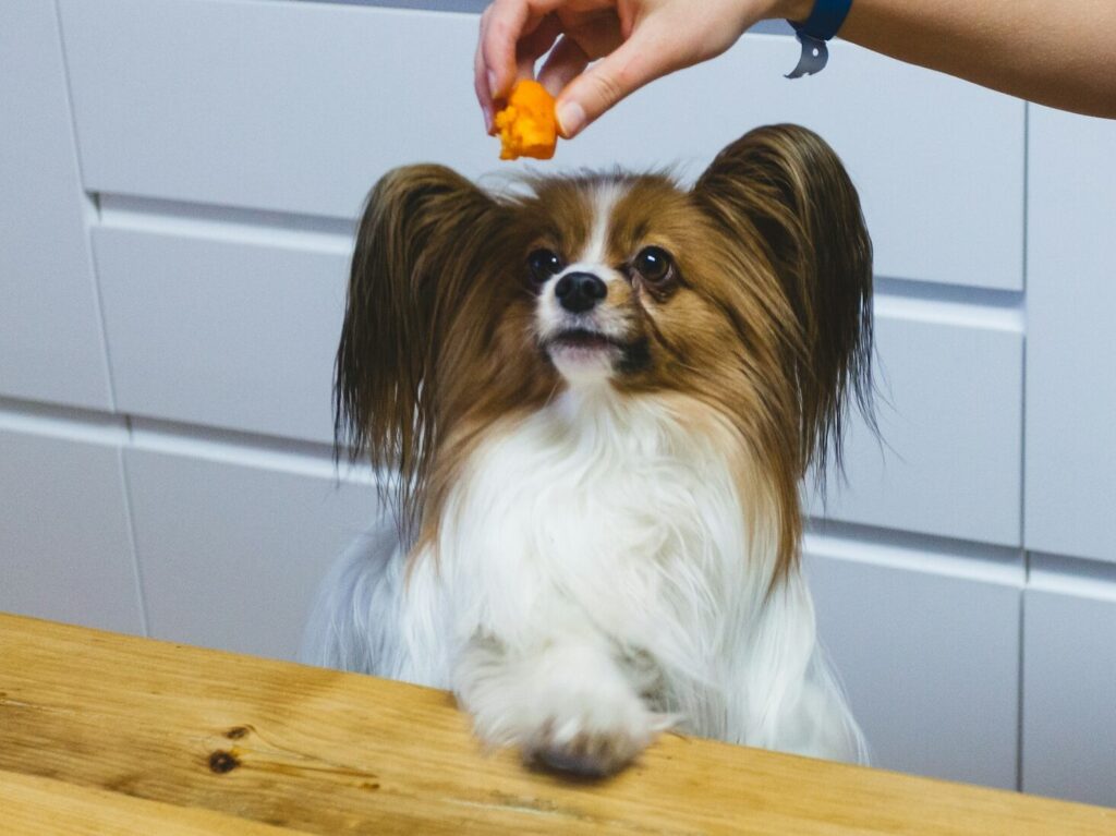 20 Best Dog Breeds for a Person in Their 60s - Dog Breed Pro