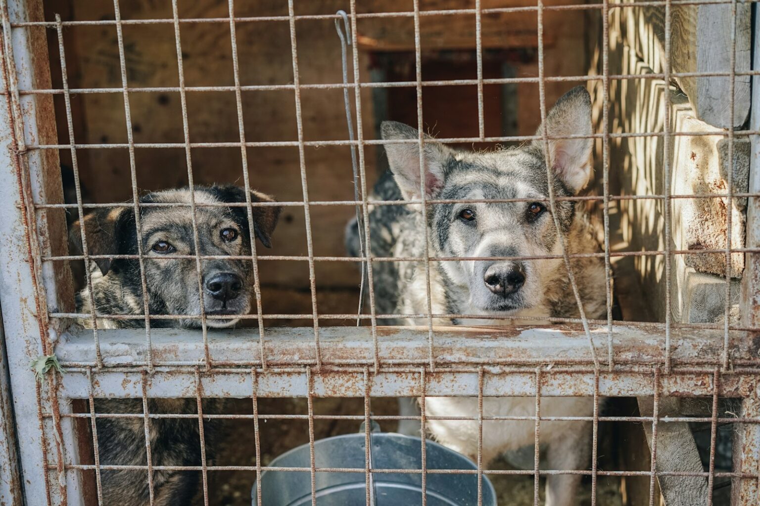 30 Heartbreaking Realities of Life for Shelter Dogs - Dog Breed Pro