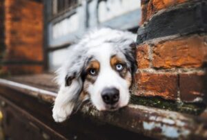 10 Things Every Future Mini Aussie Owner Needs To Know - Dog Breed Pro