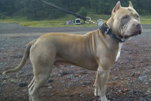 10 Pit Bull Colors And Patterns That Stand Out - Dog Breed Pro