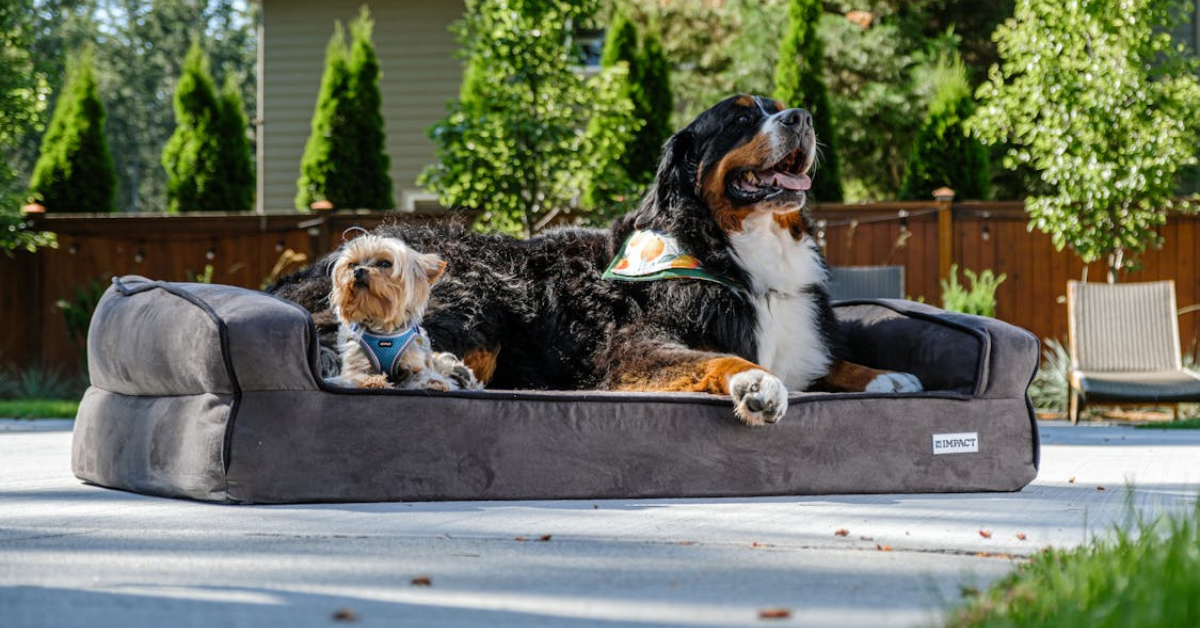 Setting Up The Ultimate Dog Lounge - Dog Breed Pro