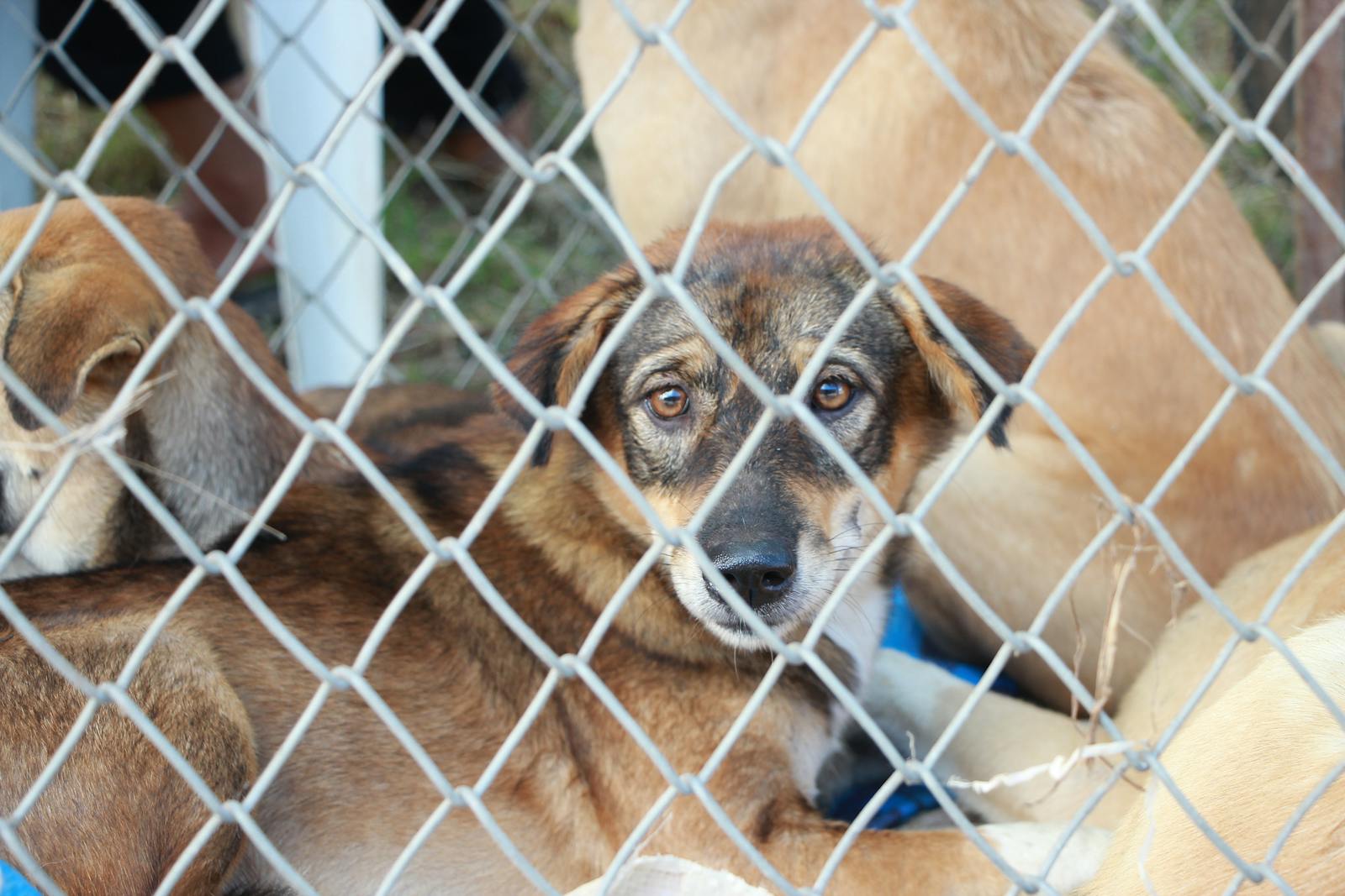 15 Sad Effects of Long-Term Shelter Life on Dogs - Dog Breed Pro