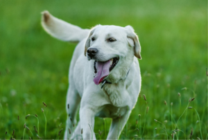 10 Labrador Retriever Behaviors That Prove Their Love For You - Dog ...