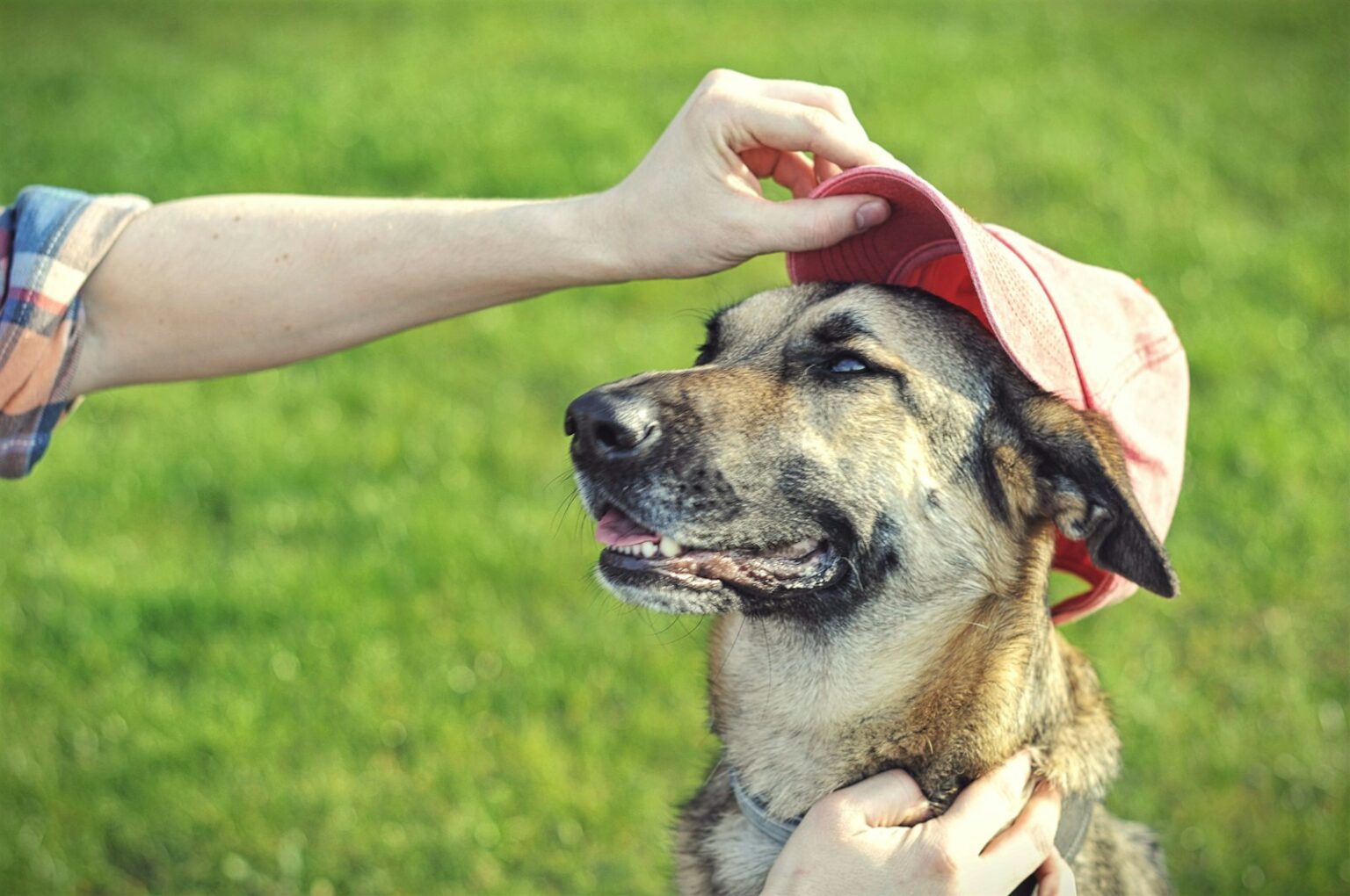 15 Unusual Ways Dogs Pick Their Favorite Human - Dog Breed Pro
