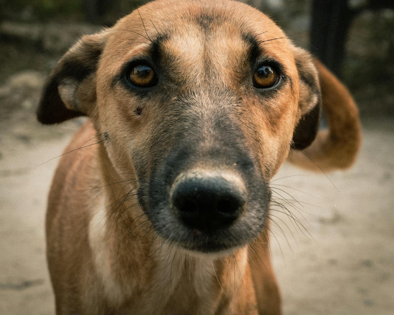 15 Surprising Reasons Why Your Dog Might Be Staring at Nothing - Dog ...