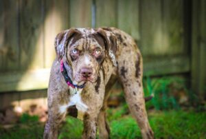 10 Facts About The Catahoula Leopard Dog - Dog Breed Pro