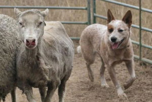 What Dog Owners Need To Know About Red Heelers - Dog Breed Pro