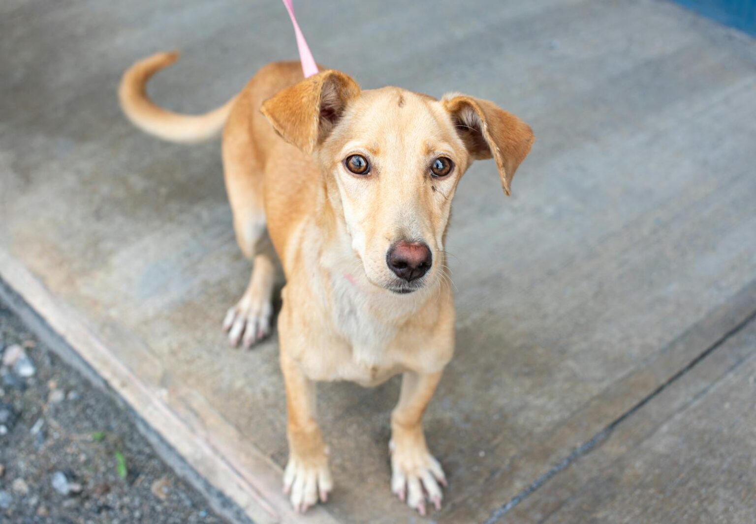 15 Ways Dogs Grieve When Their Owners Pass Away - Dog Breed Pro